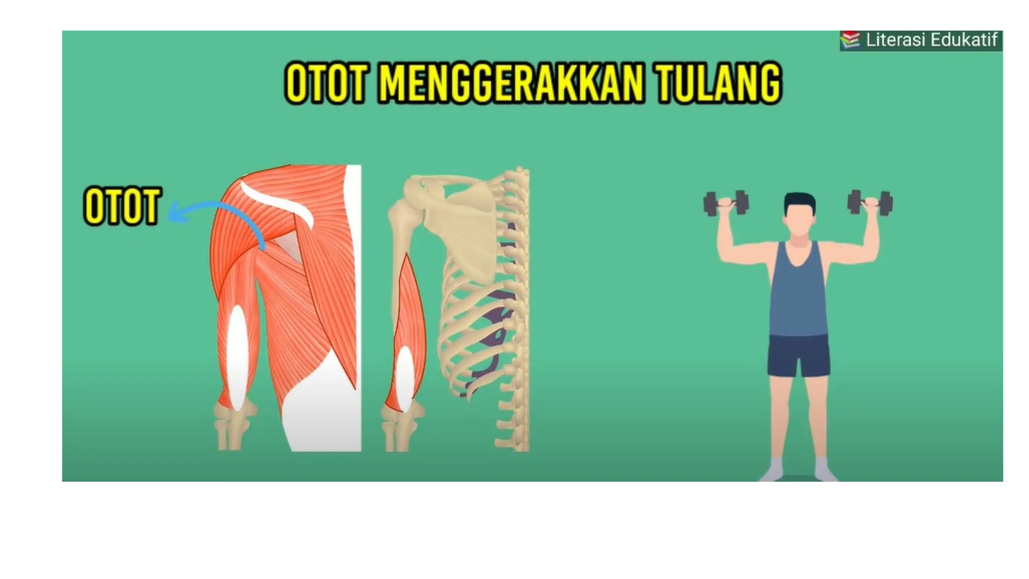 Jenis-jenis Otot manusia materi IPA kelas 6 | PPTX