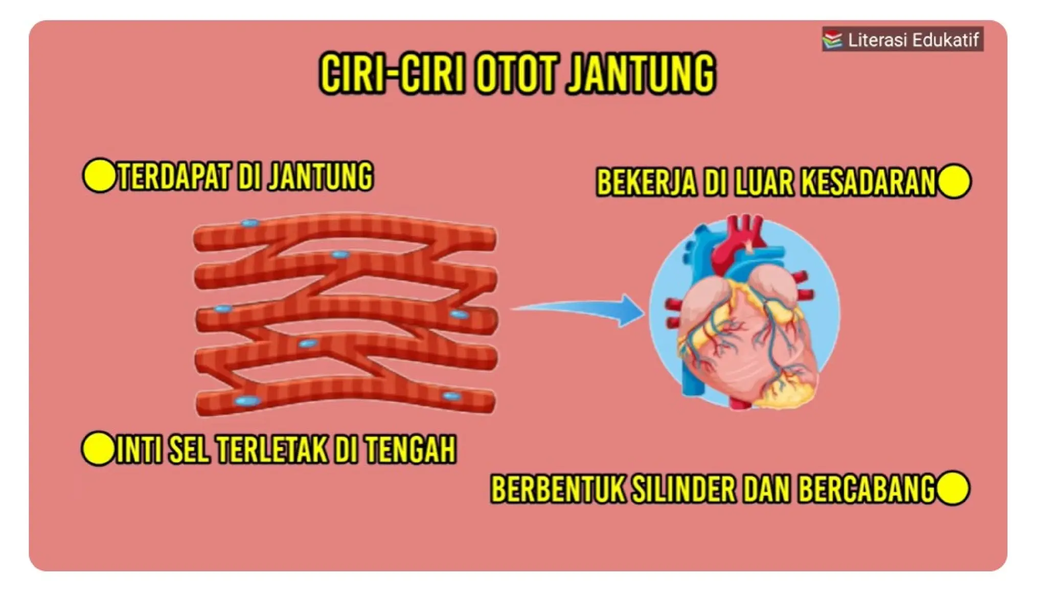 Jenis-jenis Otot manusia materi IPA kelas 6 | PPTX