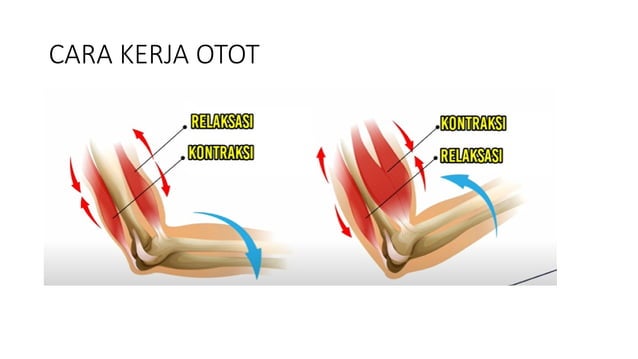 Jenis-jenis Otot manusia materi IPA kelas 6 | PPTX