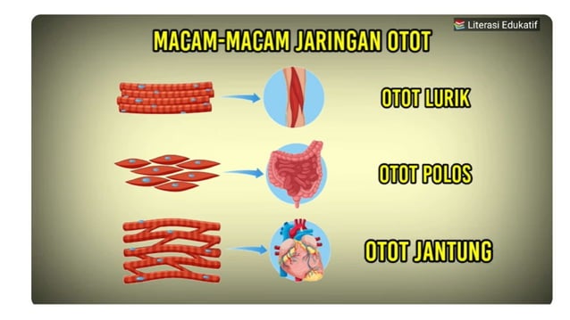 Jenis-jenis Otot manusia materi IPA kelas 6 | PPTX