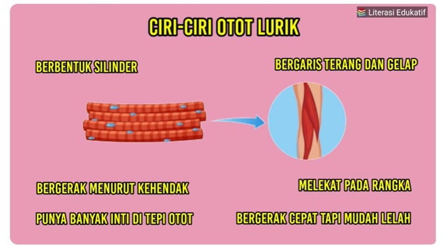 Jenis-jenis Otot manusia materi IPA kelas 6 | PPTX