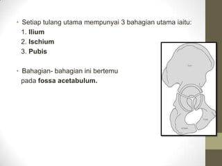 Anatomy of Female Pelvic Slideshow (in Malay) | PPTX