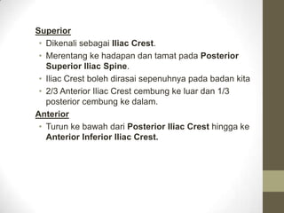 Anatomy of Female Pelvic Slideshow (in Malay) | PPTX
