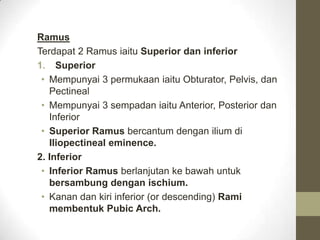 Anatomy of Female Pelvic Slideshow (in Malay) | PPTX