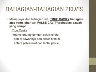 Anatomy of Female Pelvic Slideshow (in Malay) | PPTX