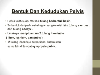 Anatomy of Female Pelvic Slideshow (in Malay) | PPTX