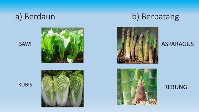 Jenis jenis sayuran | PPTX