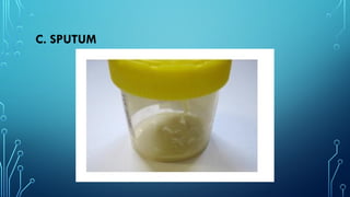 tugas mata kuliah Jenis-JENIS SPESIMEN.pptx