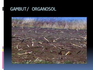 JENIS-JENIS TANAH.pptx