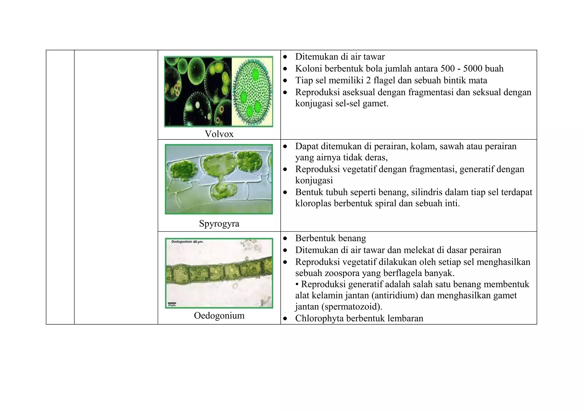 biologi Jenis alga | DOCX