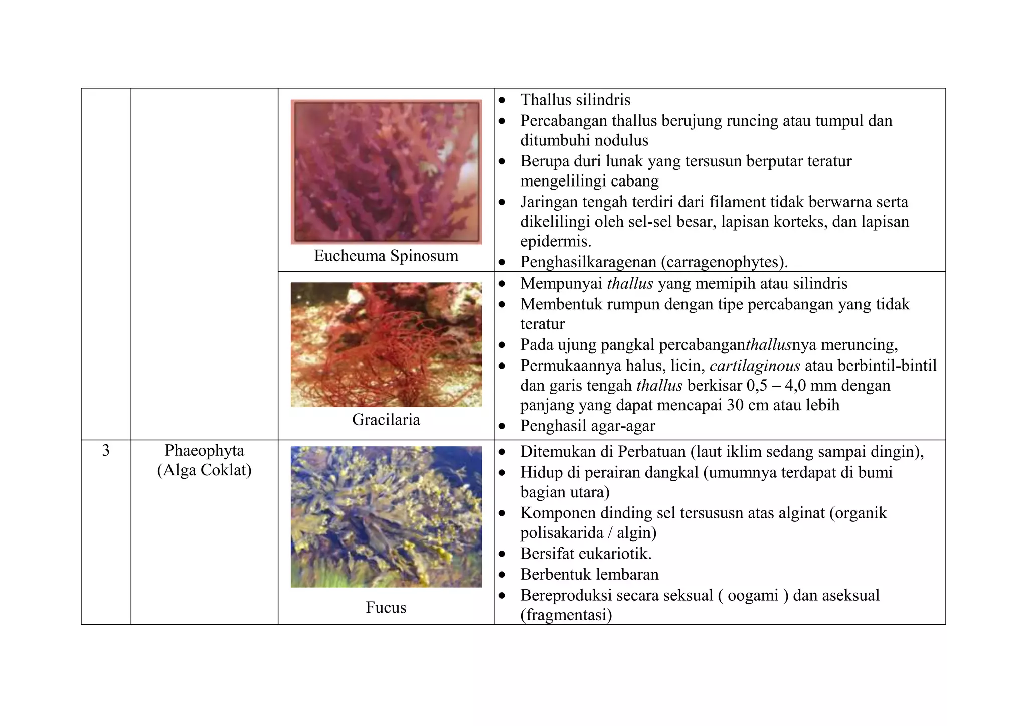 biologi Jenis alga | DOCX