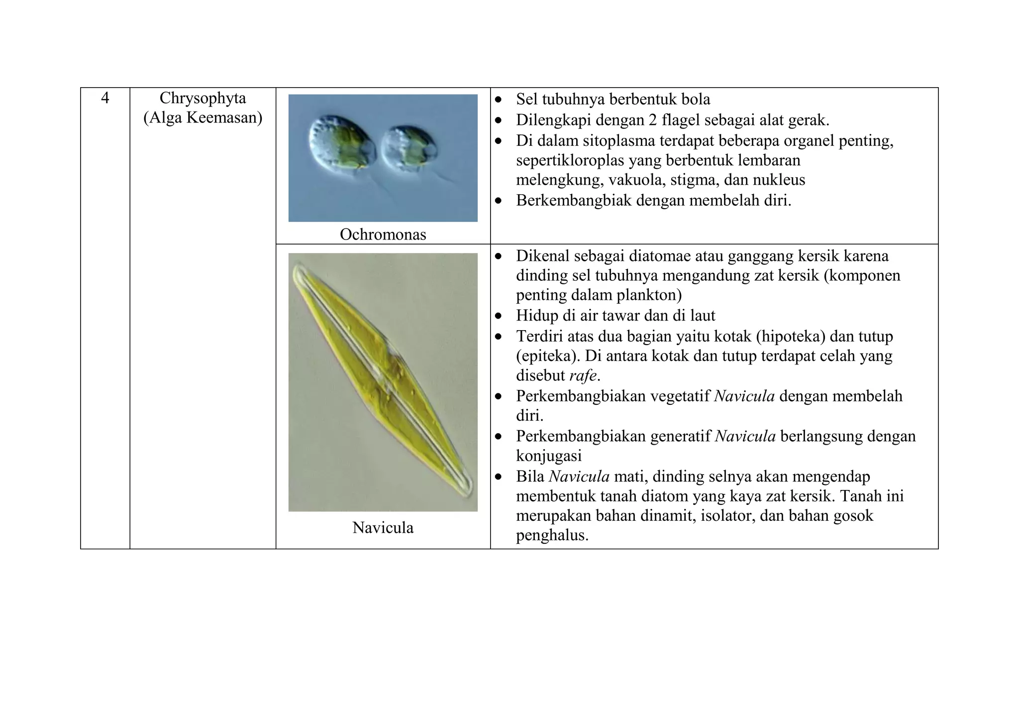biologi Jenis alga | DOCX