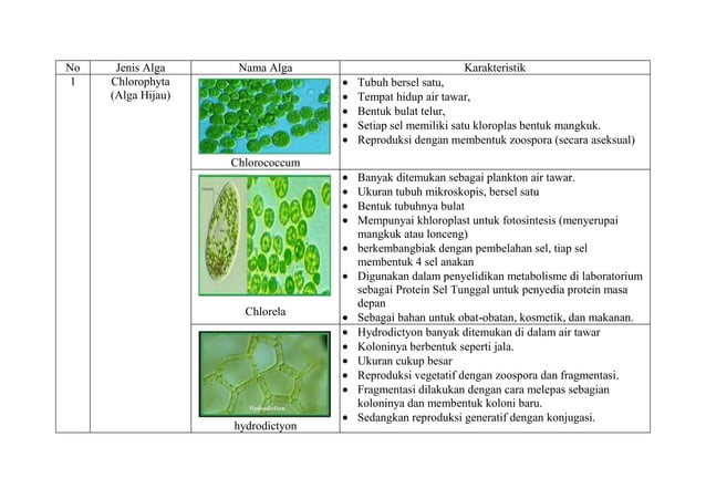 biologi Jenis alga | DOCX