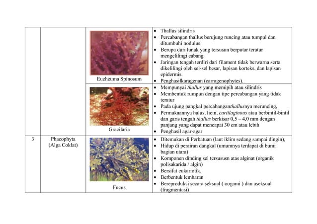 biologi Jenis alga | DOCX