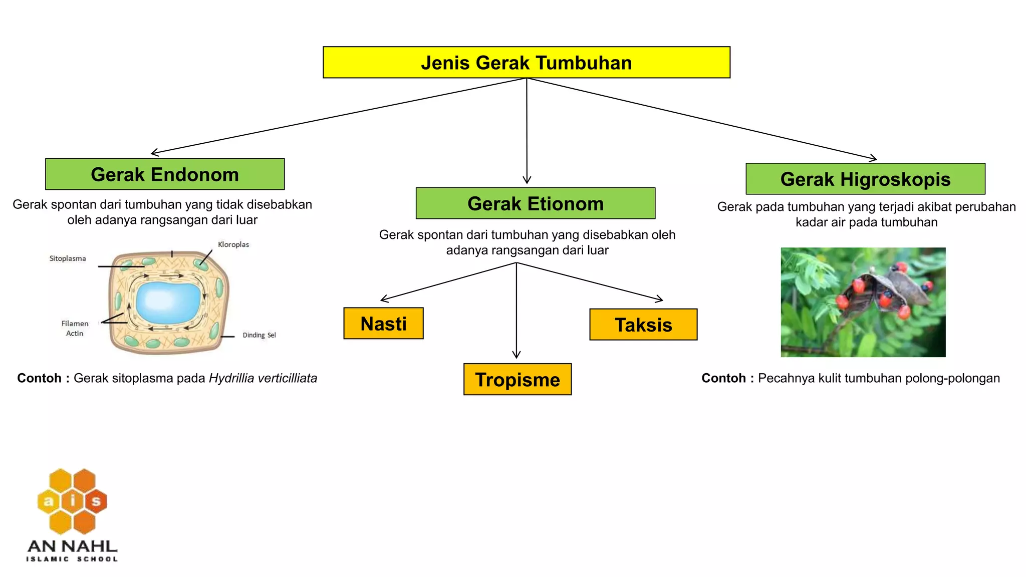 Jenis Gerak Tumbuhan | PPTX