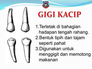 Jenis gigi | PPTX