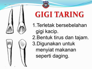 Jenis gigi | PPTX