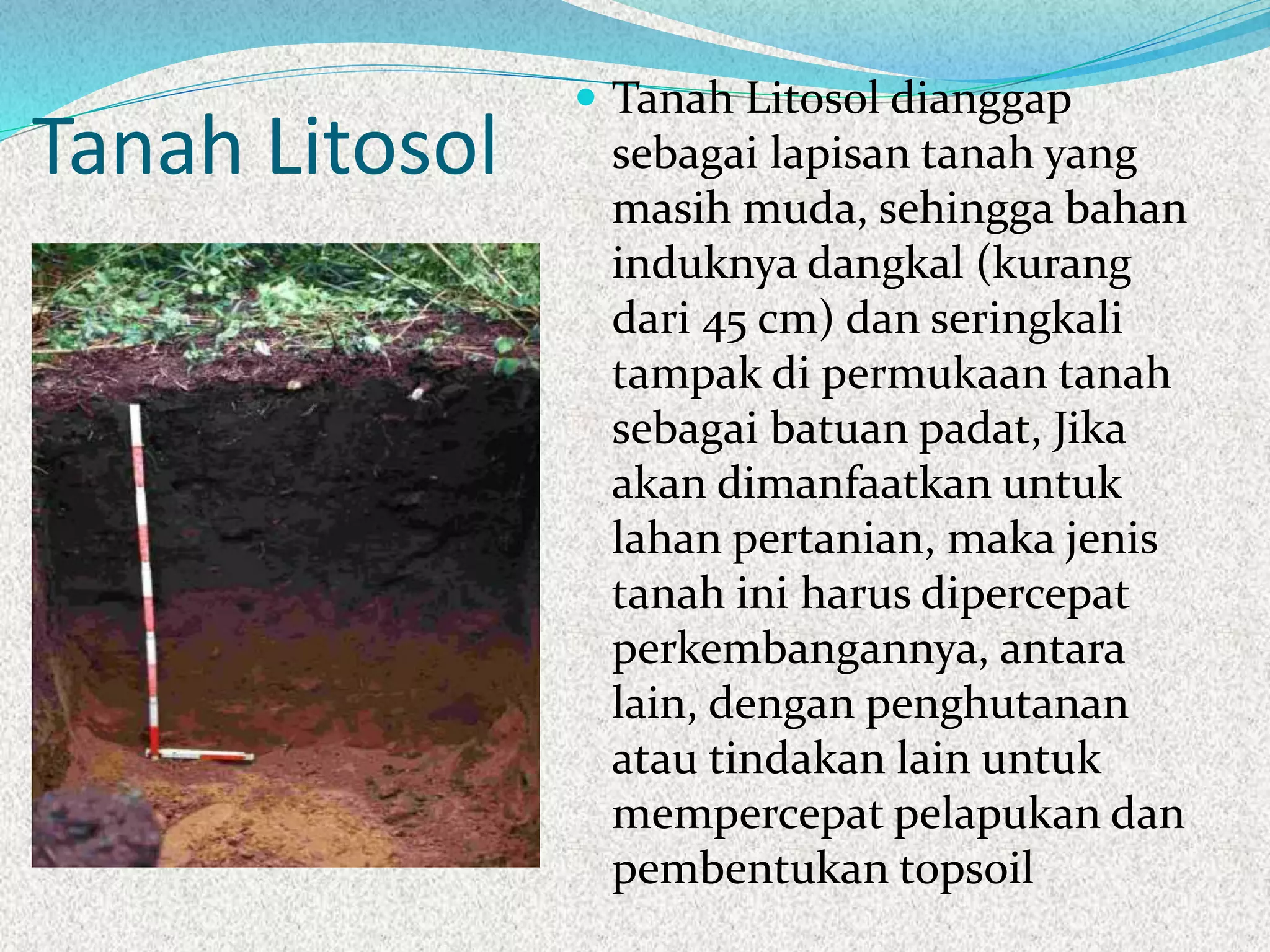Tanah Litosol Dan Latosol