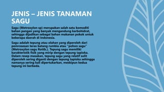 Jeni Jenis tanaman Sagu yang banyak digunakan | PPT
