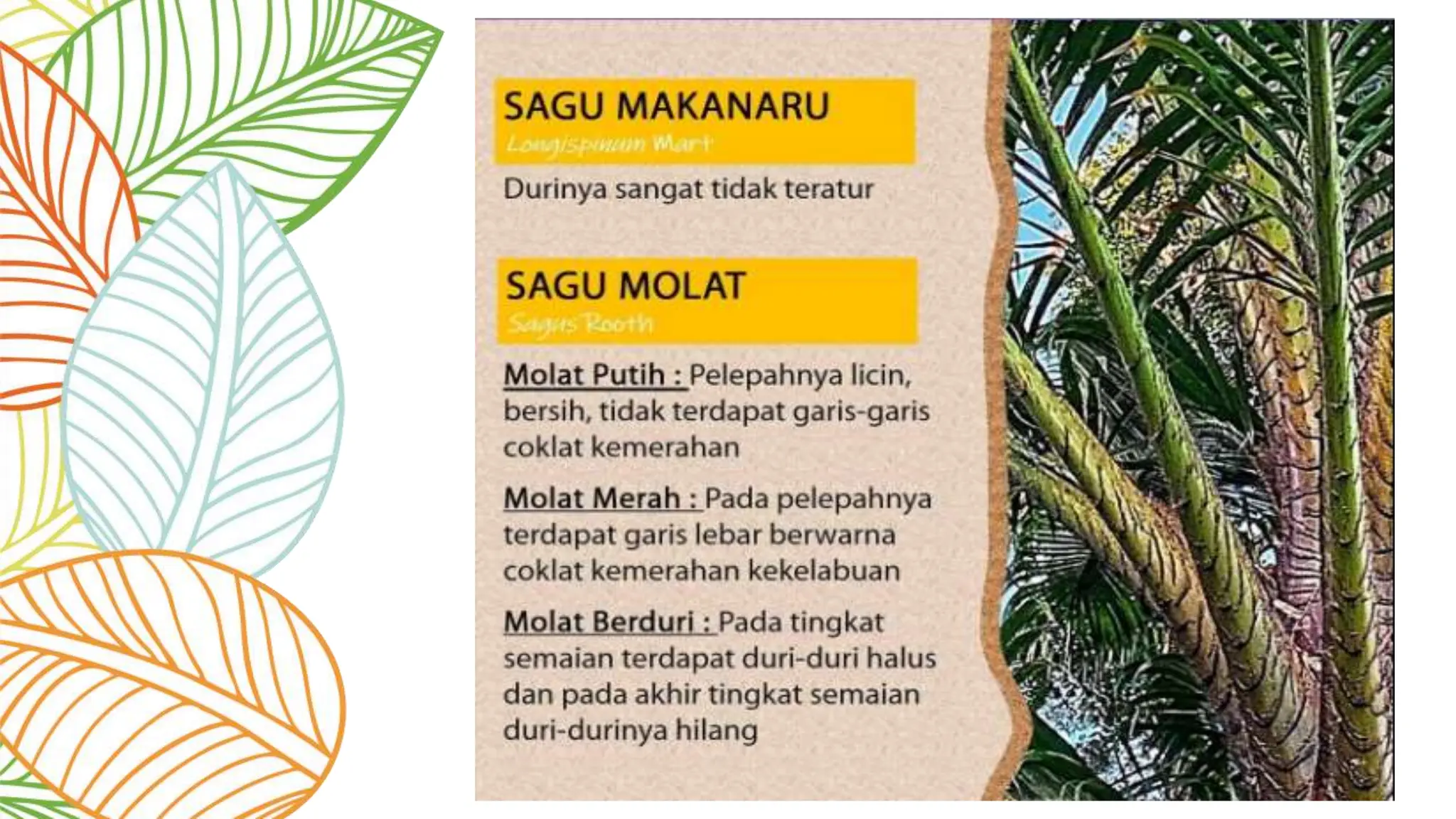 Jenis-jenis tanaman sagu yang ada di Indonesia.pptx