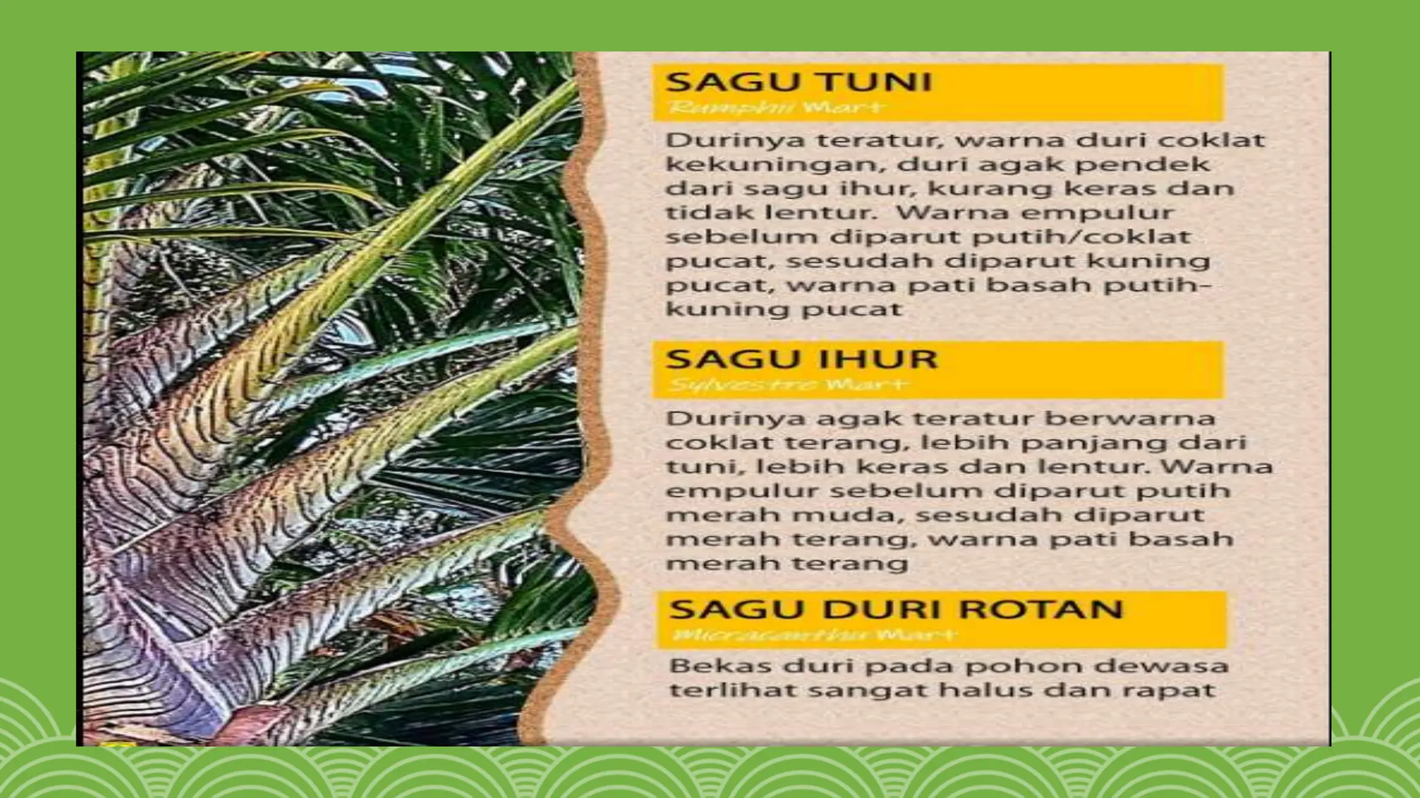 Jenis-jenis tanaman sagu yang ada di Indonesia.pptx