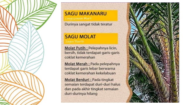 Jenis-jenis tanaman sagu yang ada di Indonesia.pptx