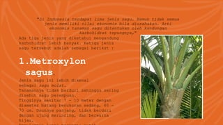 Jenis-jenis tanaman sagu yang ada di Indonesia.pptx