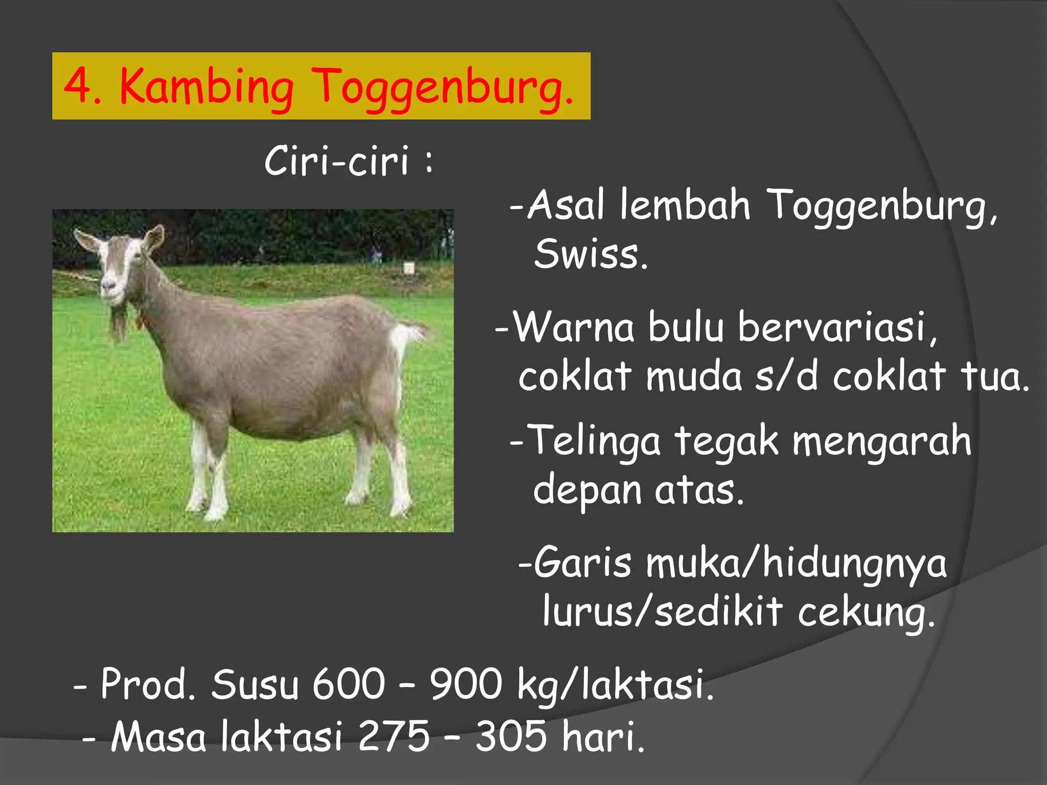 Jenis kambing | PPTX