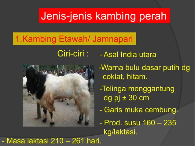 Jenis kambing | PPTX