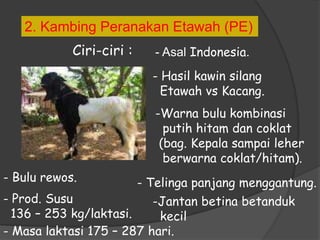 Jenis kambing | PPTX