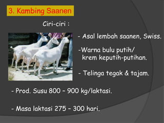 Jenis kambing | PPTX