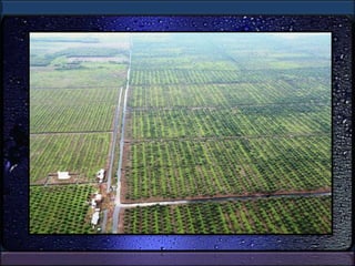 Jenis parit on construction | PPTX