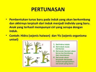 Jenis pembiakan1 | PPT