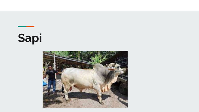 jenis sapi.pptx