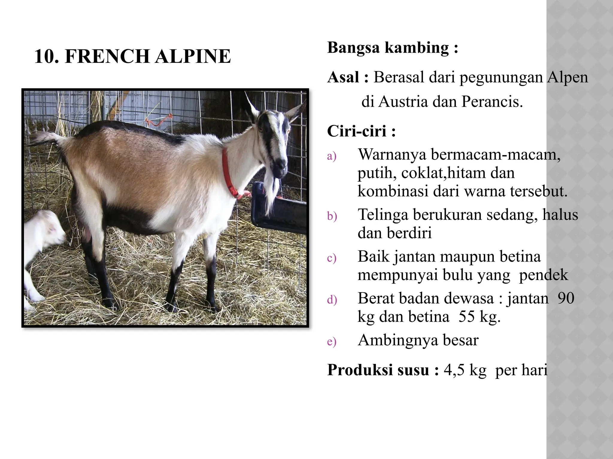 JENIS_SAPI_KAMBING_KERBAU_DAN_DOMBA_PERA.pptx
