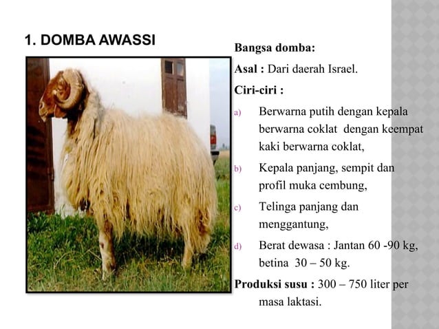 JENIS_SAPI_KAMBING_KERBAU_DAN_DOMBA_PERA.pptx