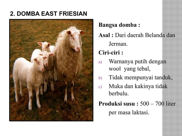 JENIS_SAPI_KAMBING_KERBAU_DAN_DOMBA_PERA.pptx