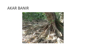 JENIS TUMBUH -TUMBUHAN SEMULA JADI DAN HIDUPAN.pptx