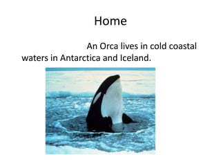 Orcas | PPTX