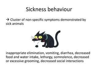 Feline Feelings: do owners notice stress-related behaviour? | PPT