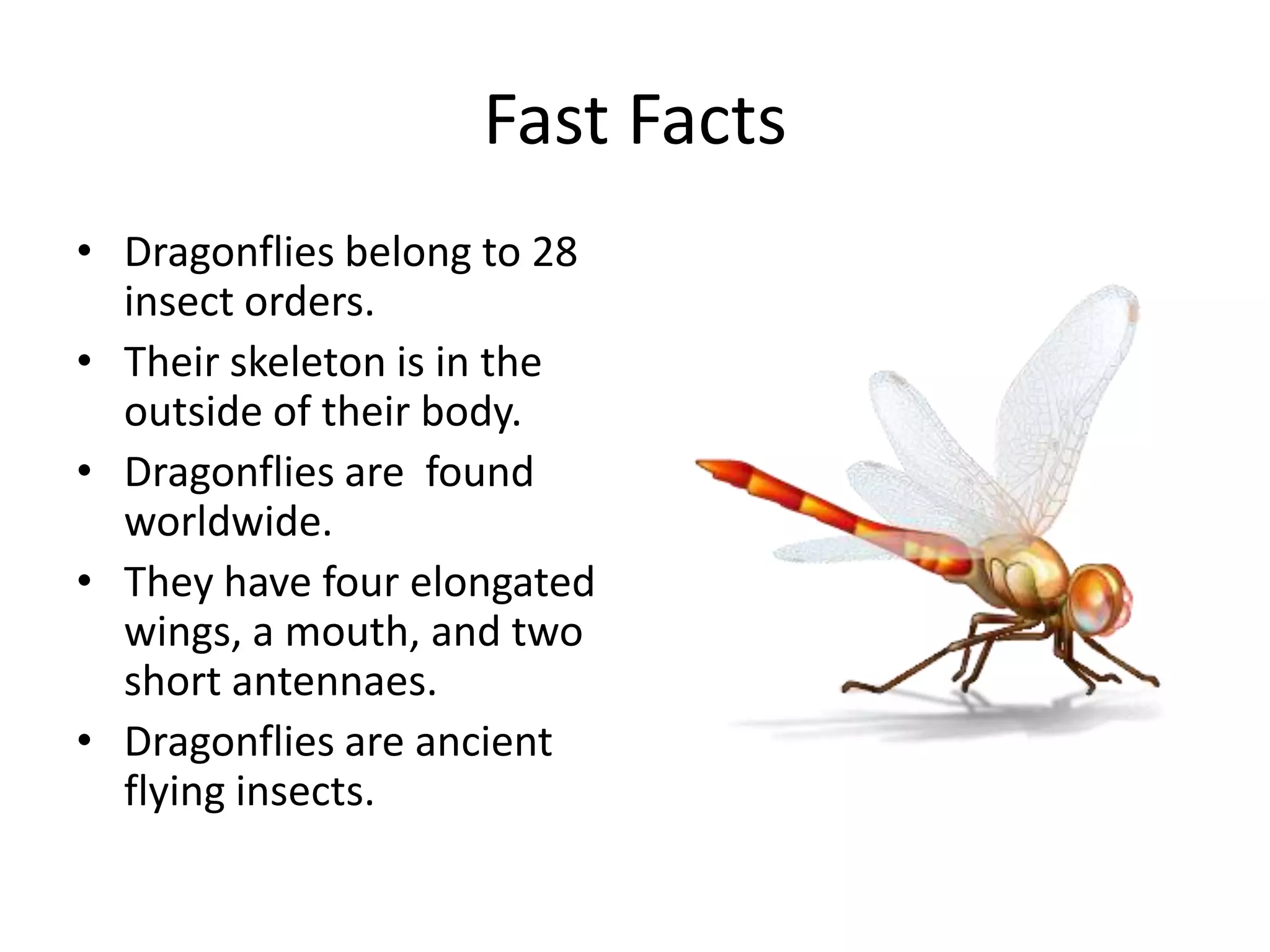 The Dragonfly | PPTX