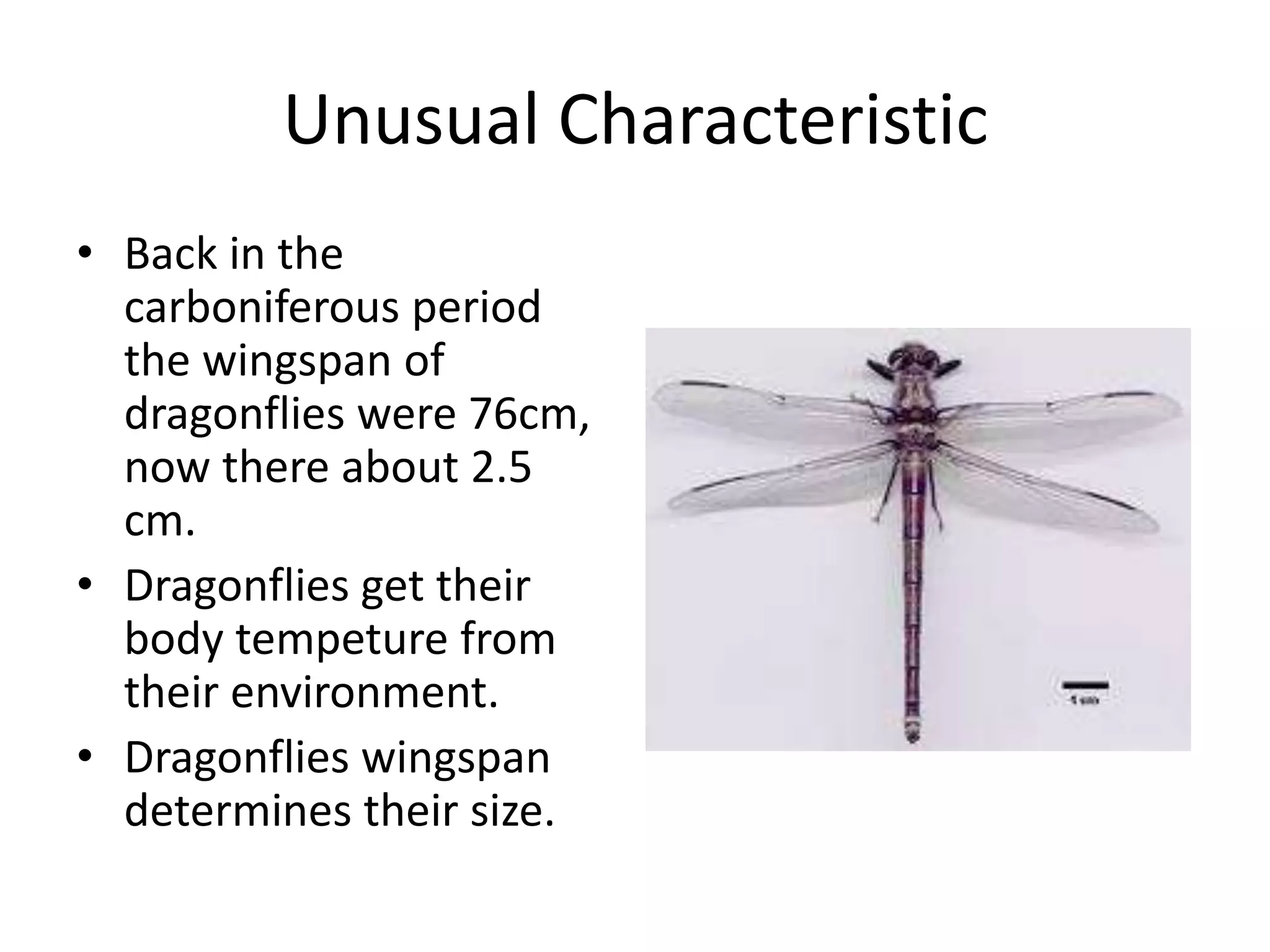 The Dragonfly | PPTX