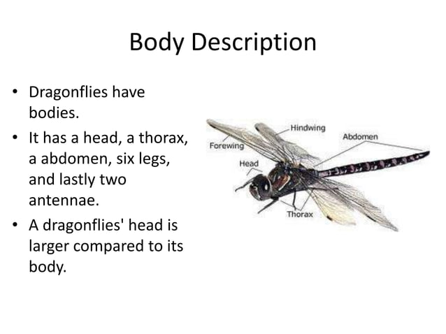 The Dragonfly | PPT