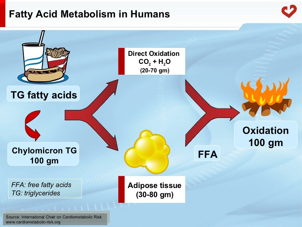 Fatty acid metabolism in humans