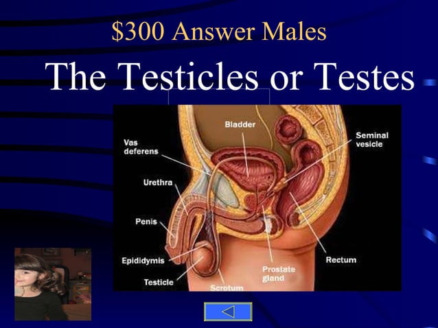 Jeopardy Sex Education Edition1 Ppt