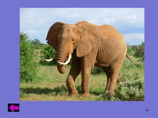 Jeopardy adjectives | PPT