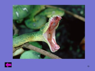 Jeopardy adjectives | PPT