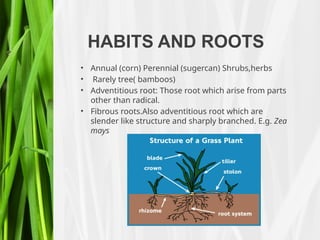 Plants Systematics: Family Poaceae by Saba Gohar | PPTX