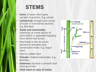 Plants Systematics: Family Poaceae by Saba Gohar | PPTX