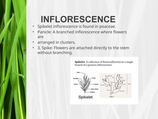 Plants Systematics: Family Poaceae by Saba Gohar | PPTX